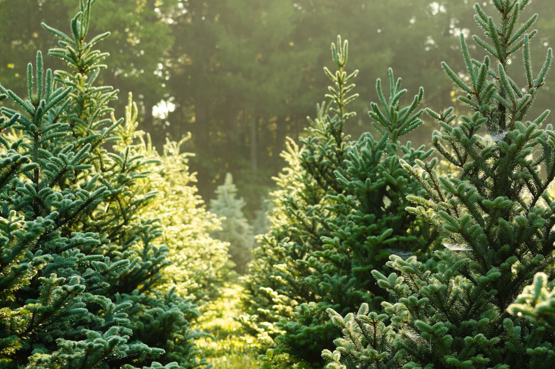 Runyans Country Tree Farm – Visit our Christmas tree farm for festive ...